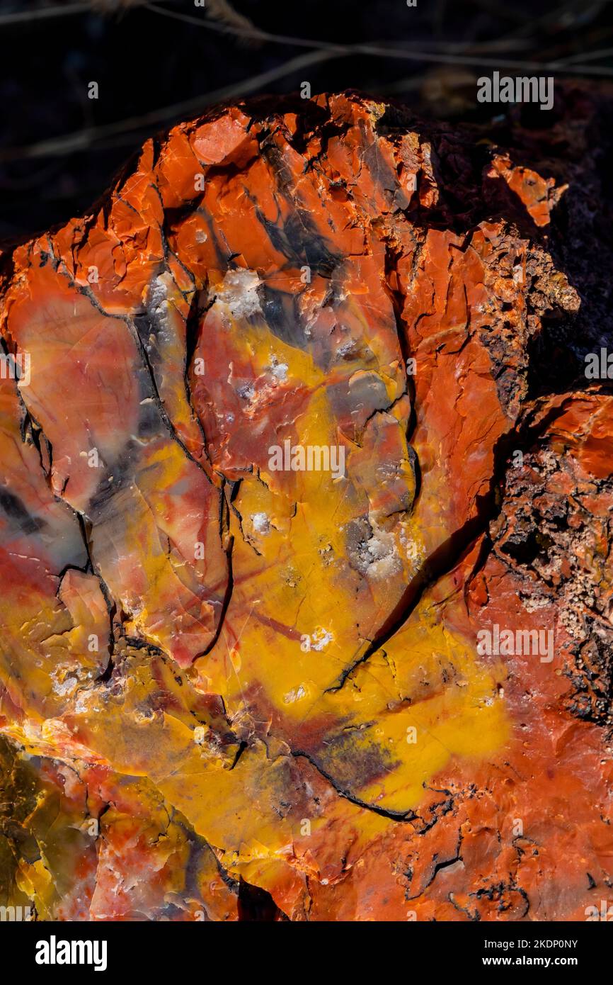 Vivid details of petrified wood of Jasper Forest in Petrified Forest ...