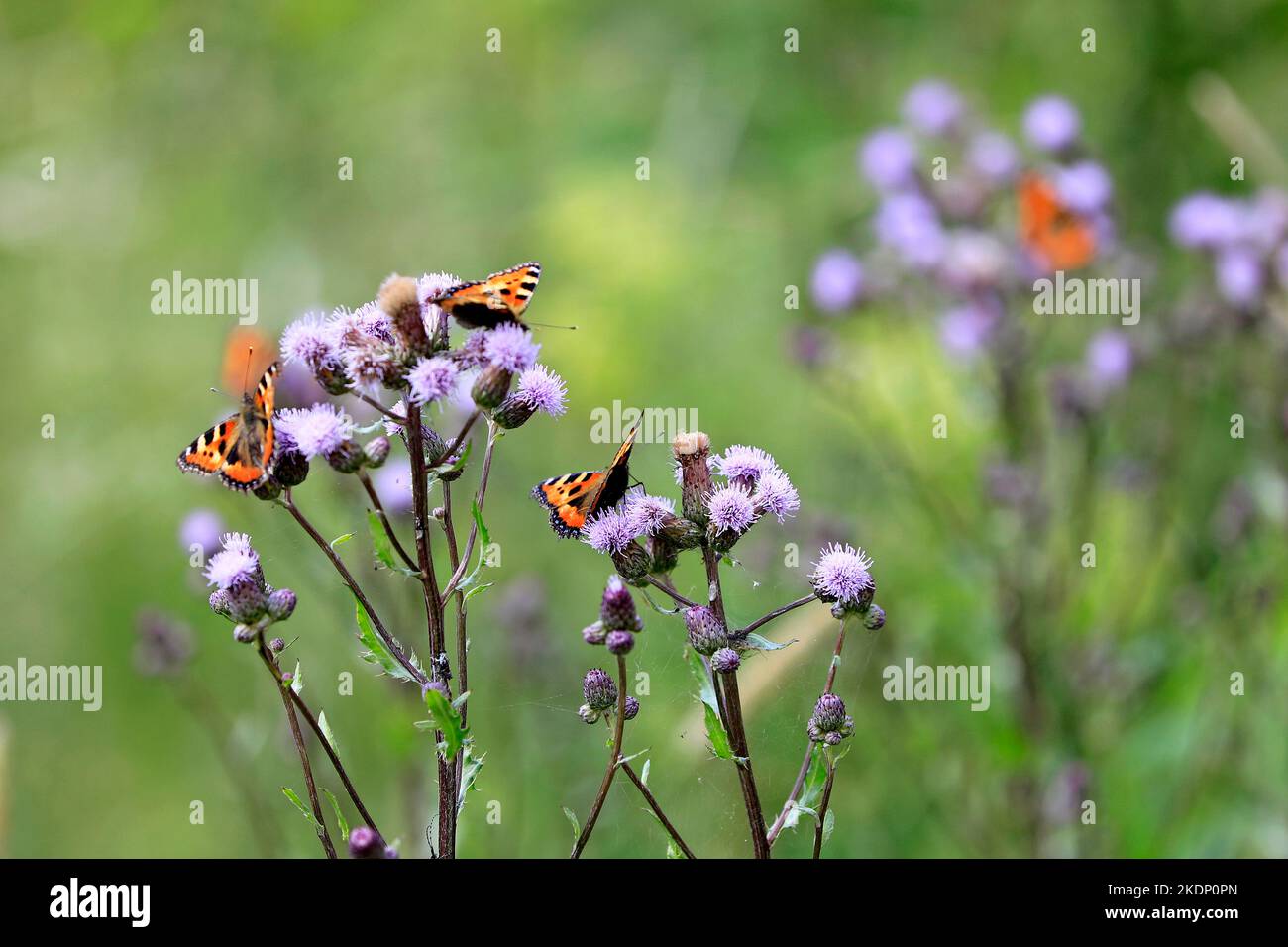 Small Tortoiseshell butterflies, Aglais urticae, feeding on Creeping ...