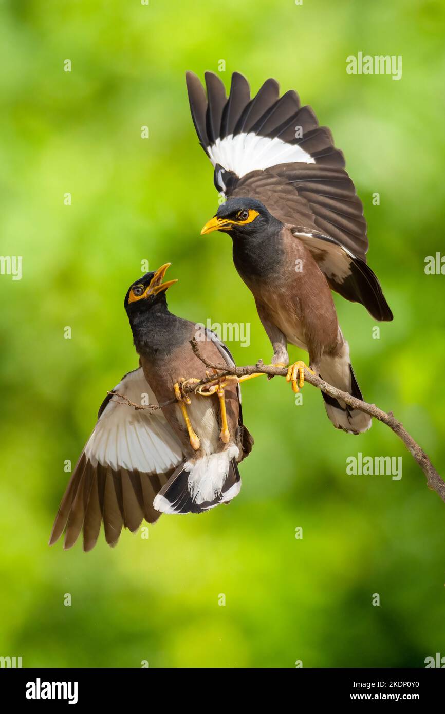 Aggressive two Common mynas fighting with each other on a perch Stock ...