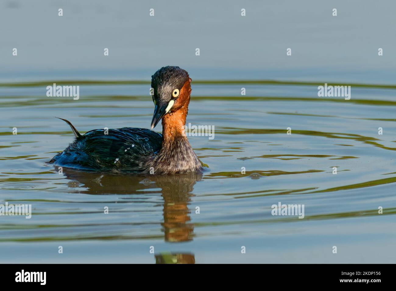 Cute Little Grebe swimming in a pond looking into water surface Stock ...