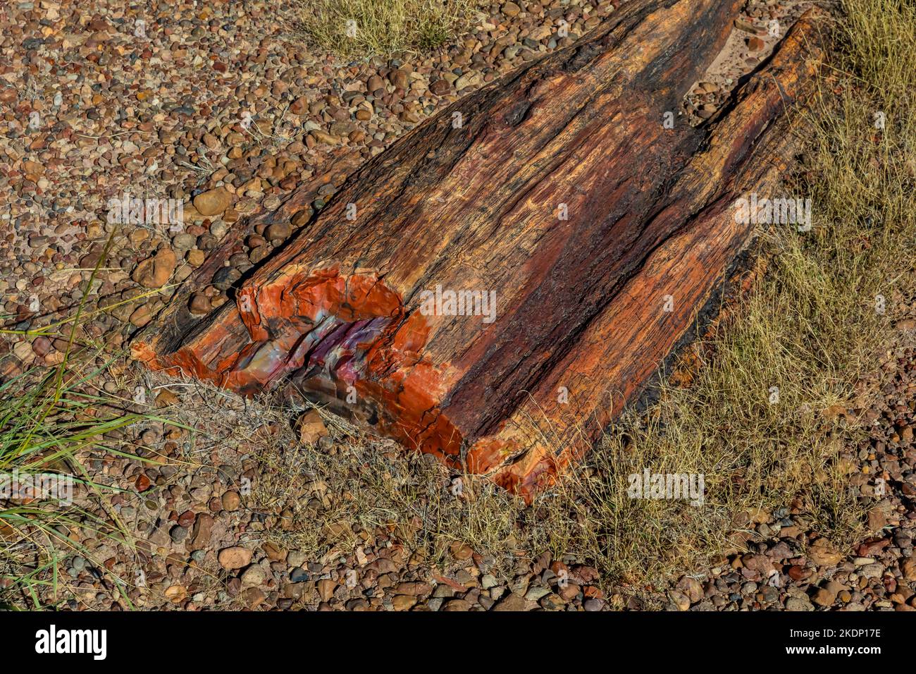 Petrified wood erodes out of a matrix of softer sediments Jasper Forest ...