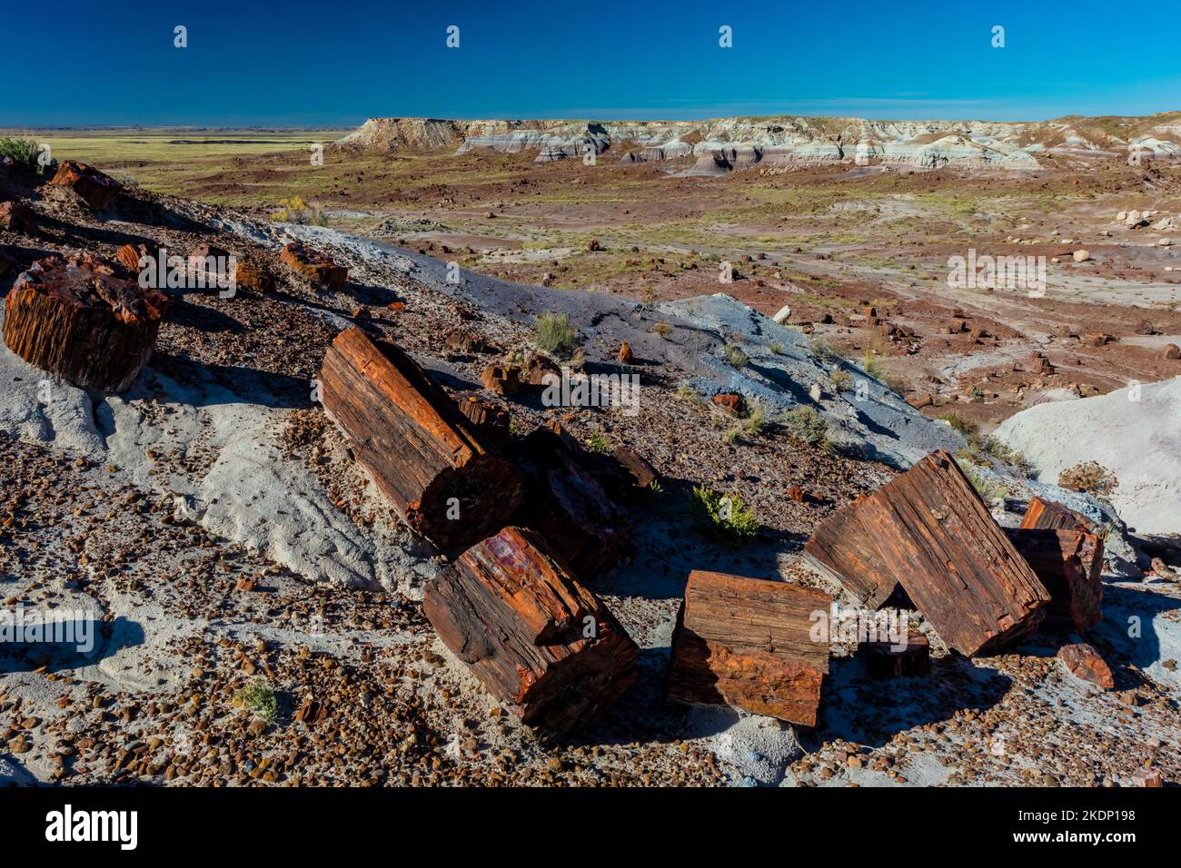 Petrified wood erodes out of a matrix of softer sediments Jasper Forest ...
