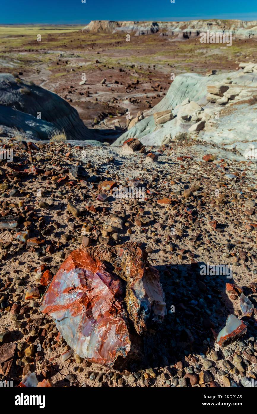 Petrified wood erodes out of a matrix of softer sediments Jasper Forest ...