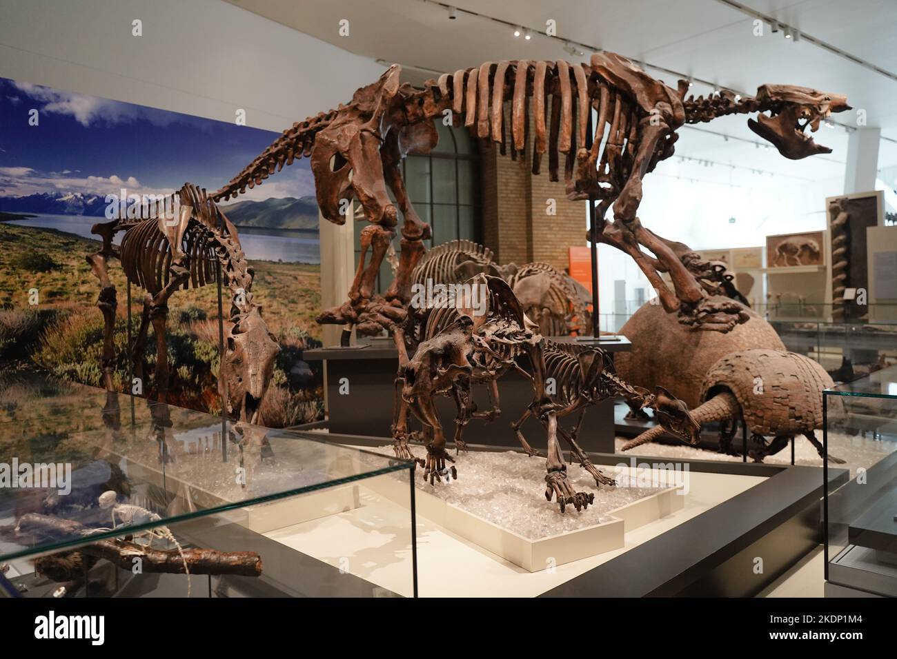 dinosaur skeleton on display inside a museum Stock Photo - Alamy