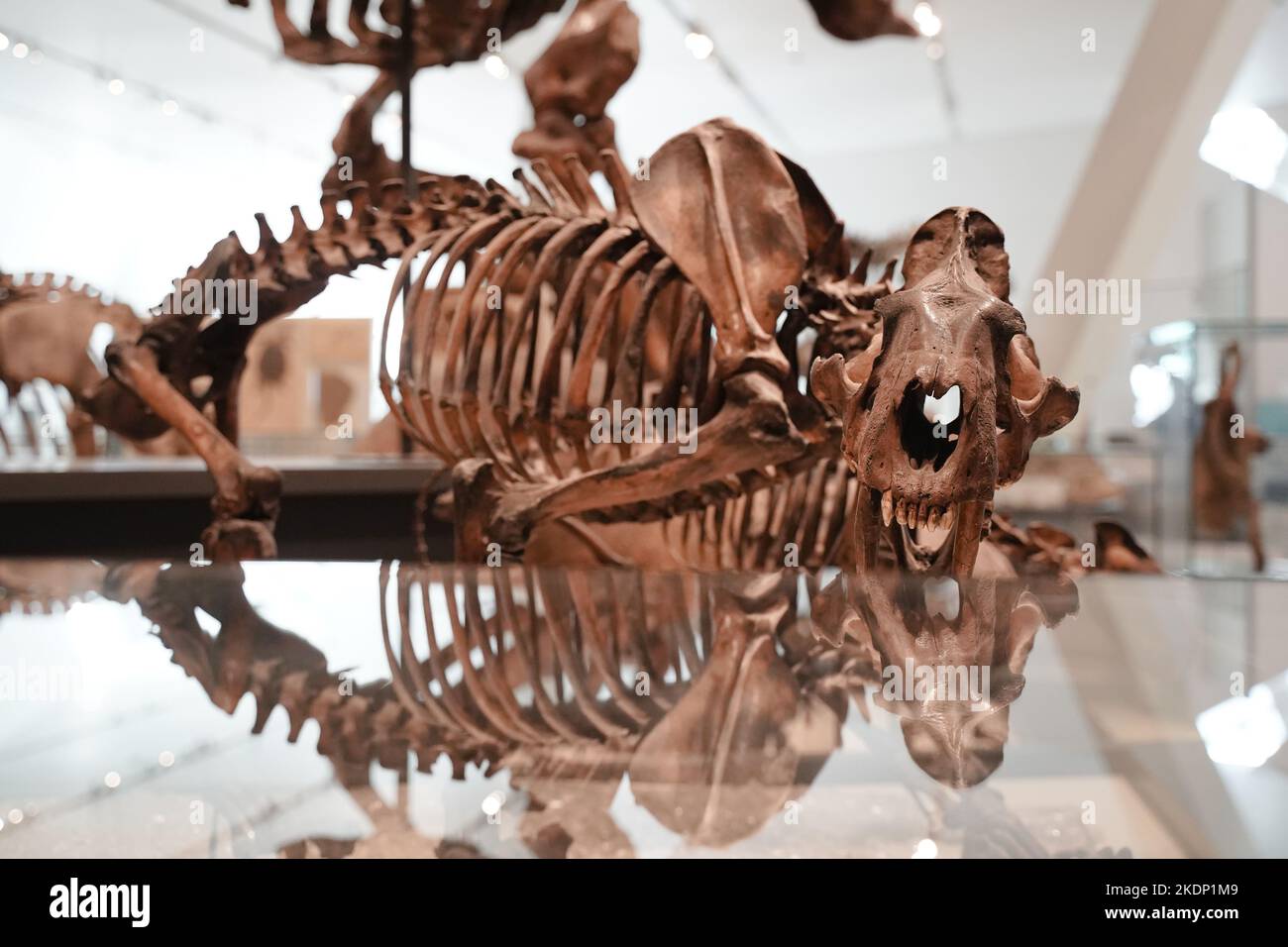 dinosaur skeleton on display inside a museum Stock Photo - Alamy