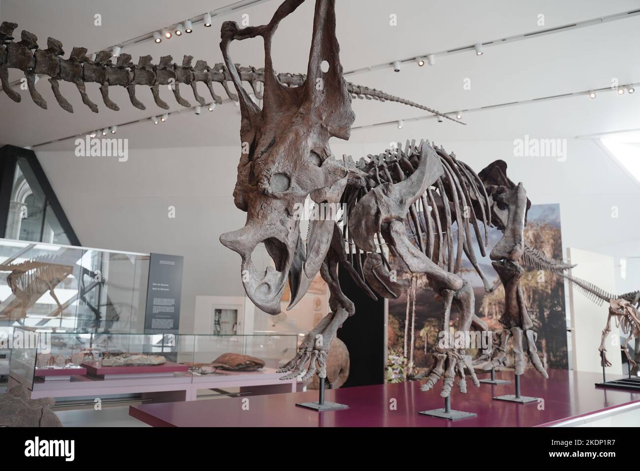 dinosaur skeleton on display inside a museum Stock Photo - Alamy