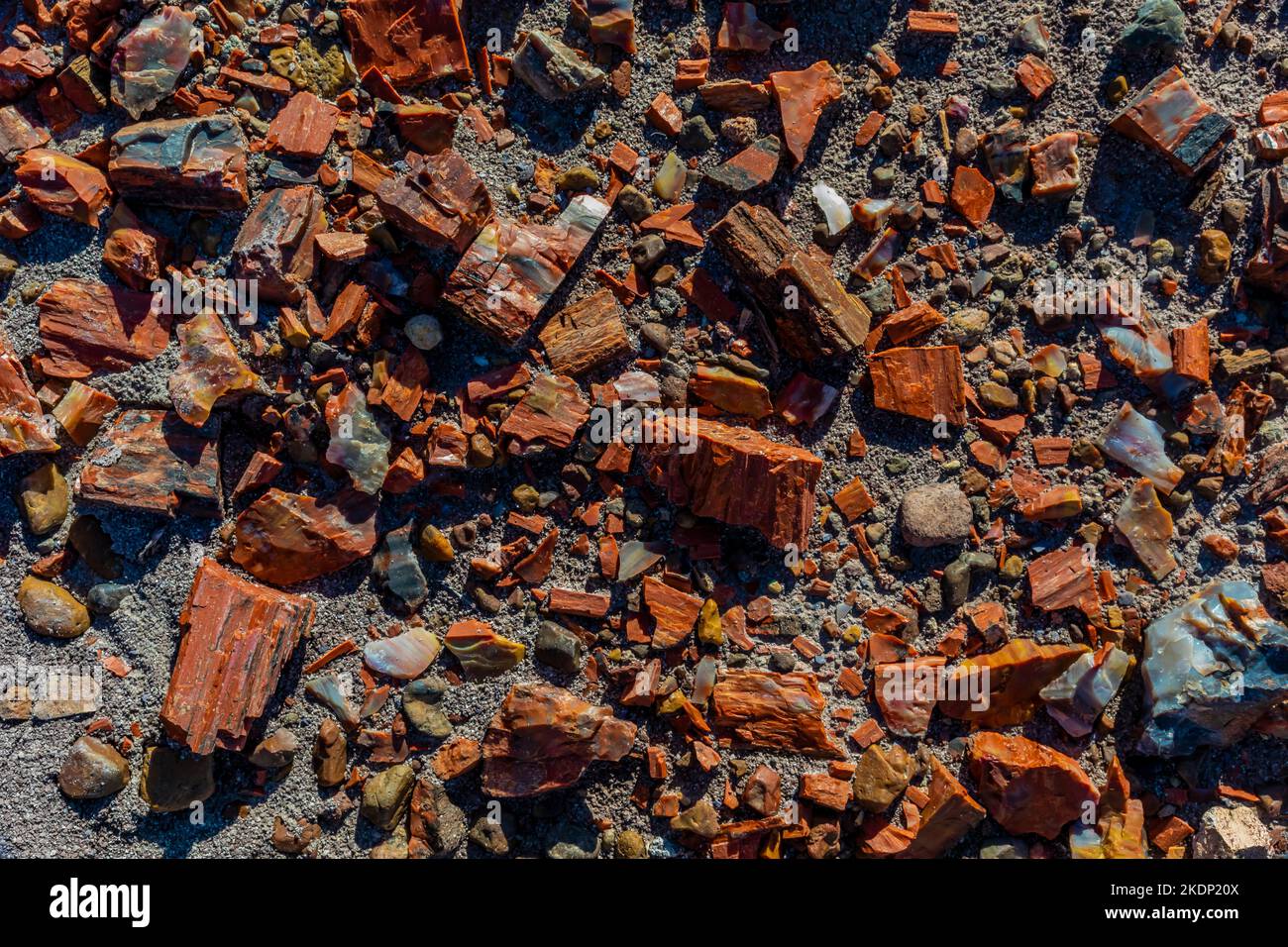 Jasper Forest in Petrified Forest National Park, Arizona, USA Stock ...