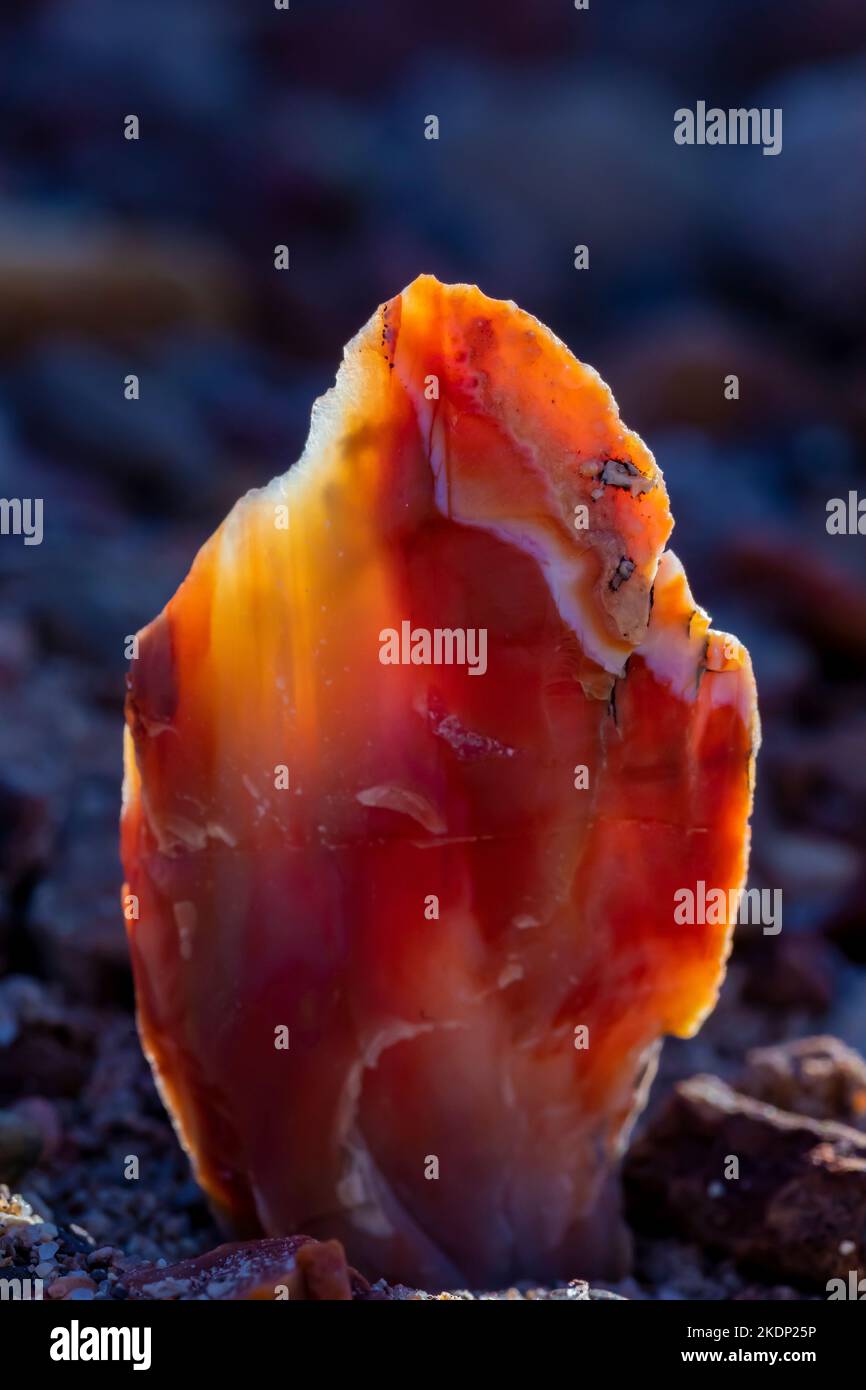 Backlighting of translucent petrified wood, Jasper Forest in Petrified ...