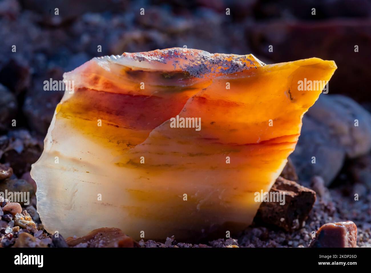 Backlighting of translucent petrified wood, Jasper Forest in Petrified ...