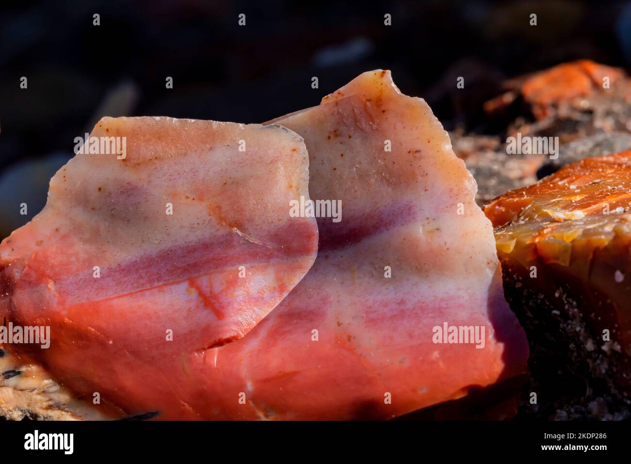 Vivid details of petrified wood of Jasper Forest in Petrified Forest ...