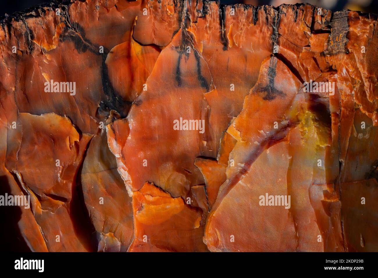 Vivid details of petrified wood of Jasper Forest in Petrified Forest ...