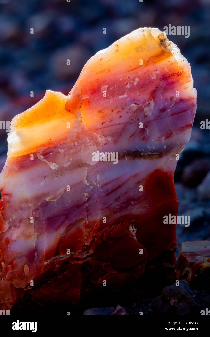 Backlighting of translucent petrified wood, Jasper Forest in Petrified ...