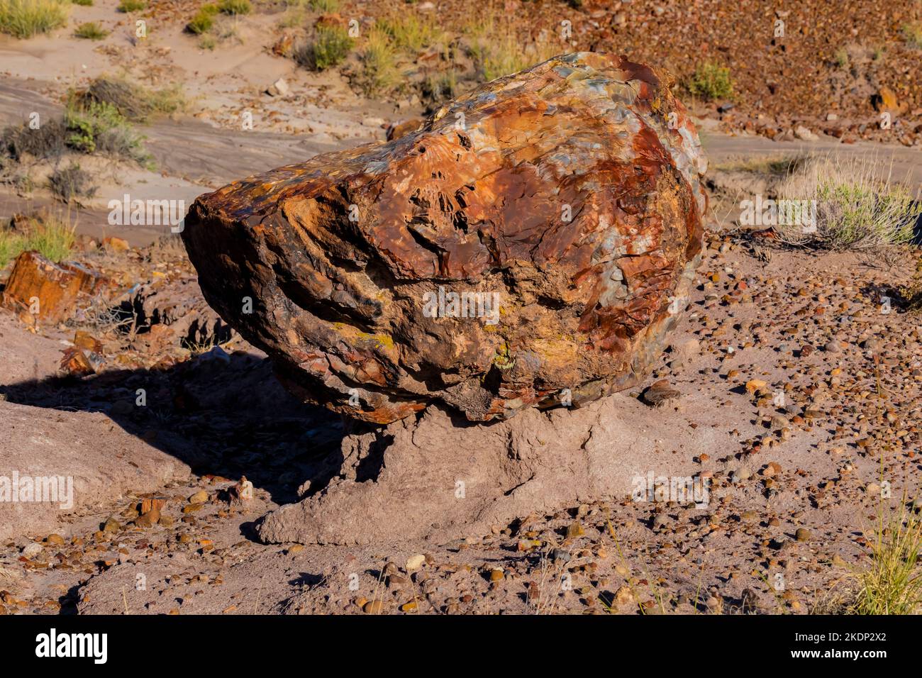 Vivid details of petrified wood of Jasper Forest in Petrified Forest ...