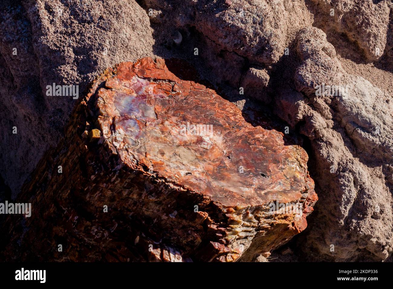 Vivid details of petrified wood of Jasper Forest in Petrified Forest ...