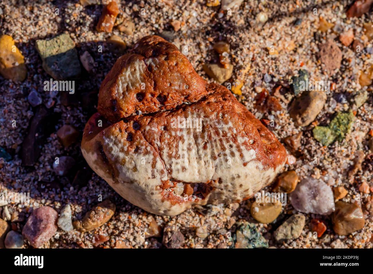 Other fossils with petrified wood in Jasper Forest in Petrified Forest ...