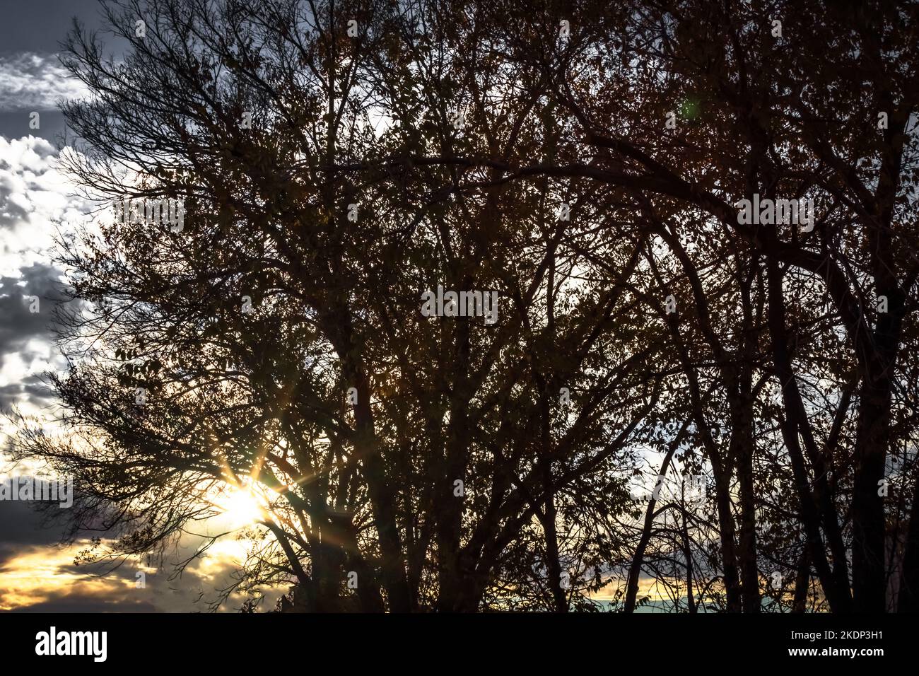 The evening sun flares through the trees Stock Photo - Alamy