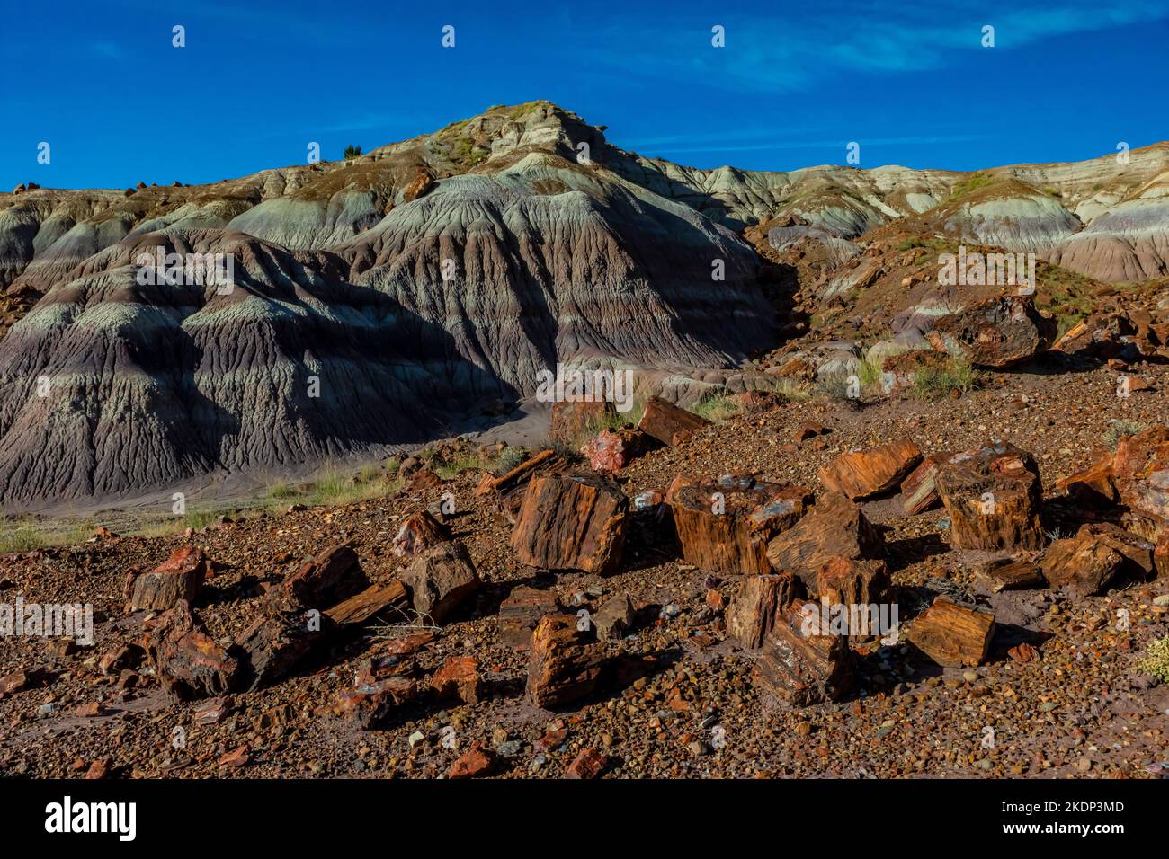 Petrified wood erodes out of a matrix of softer sediments Jasper Forest ...