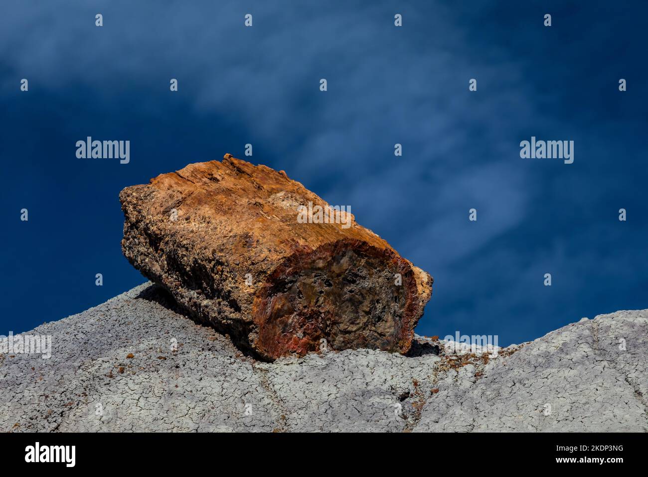 Petrified wood erodes out of a matrix of softer sediments Jasper Forest ...