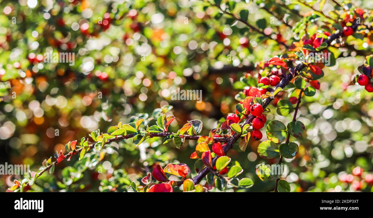 Blurred autumn background. Red fruits on a branch of cotoneaster ...