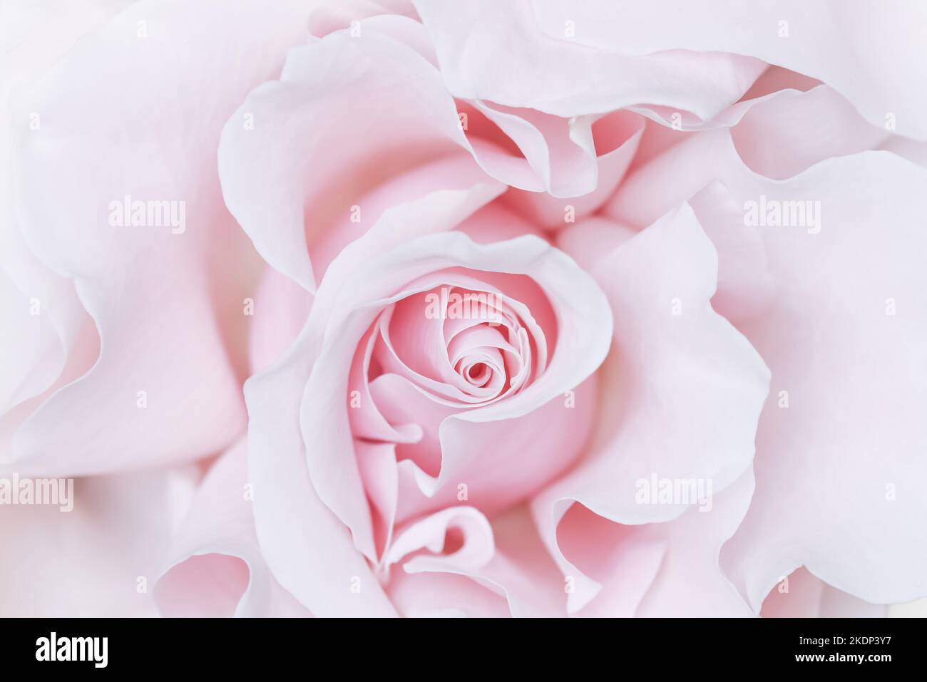 Pale pink white rose flower. Macro flowers background for holiday brand ...