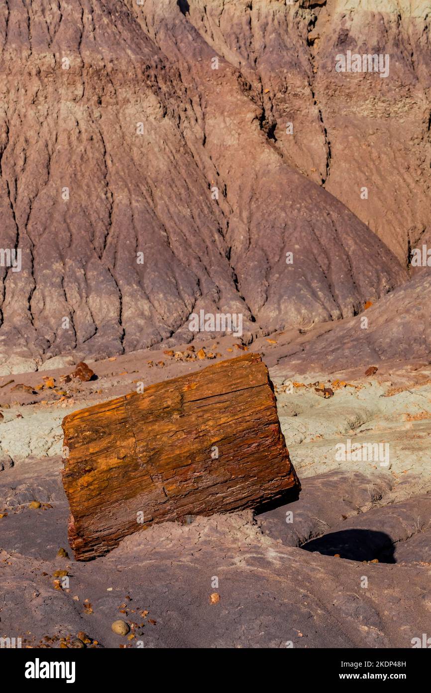 Petrified wood erodes out of a matrix of softer sediments Jasper Forest ...