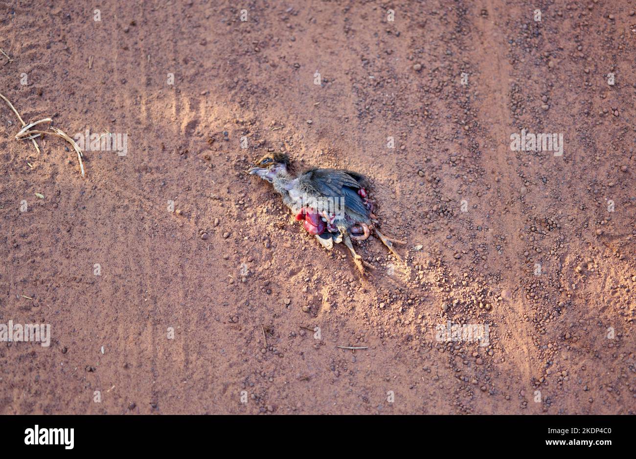 Dead chicken hi-res stock photography and images - Alamy