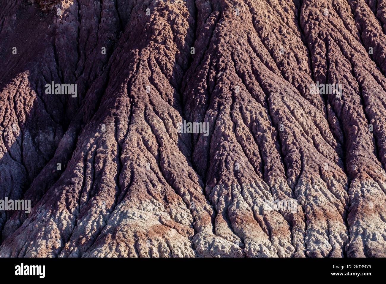 Petrified wood erodes out of a matrix of softer sediments Jasper Forest ...