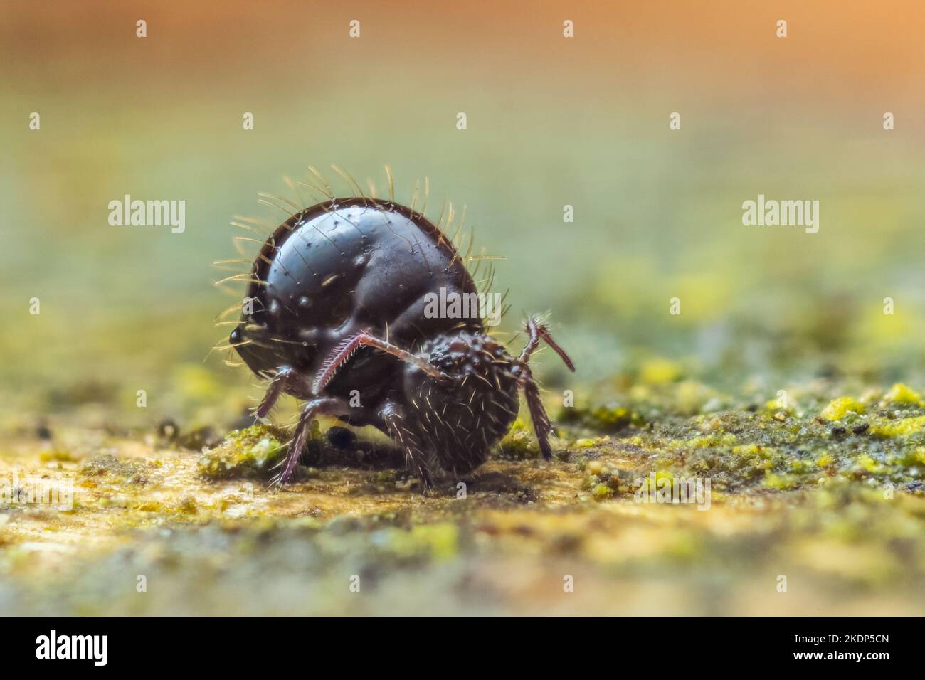 Globular springtail Dicyrtomina ornata or fusca in very close view ...