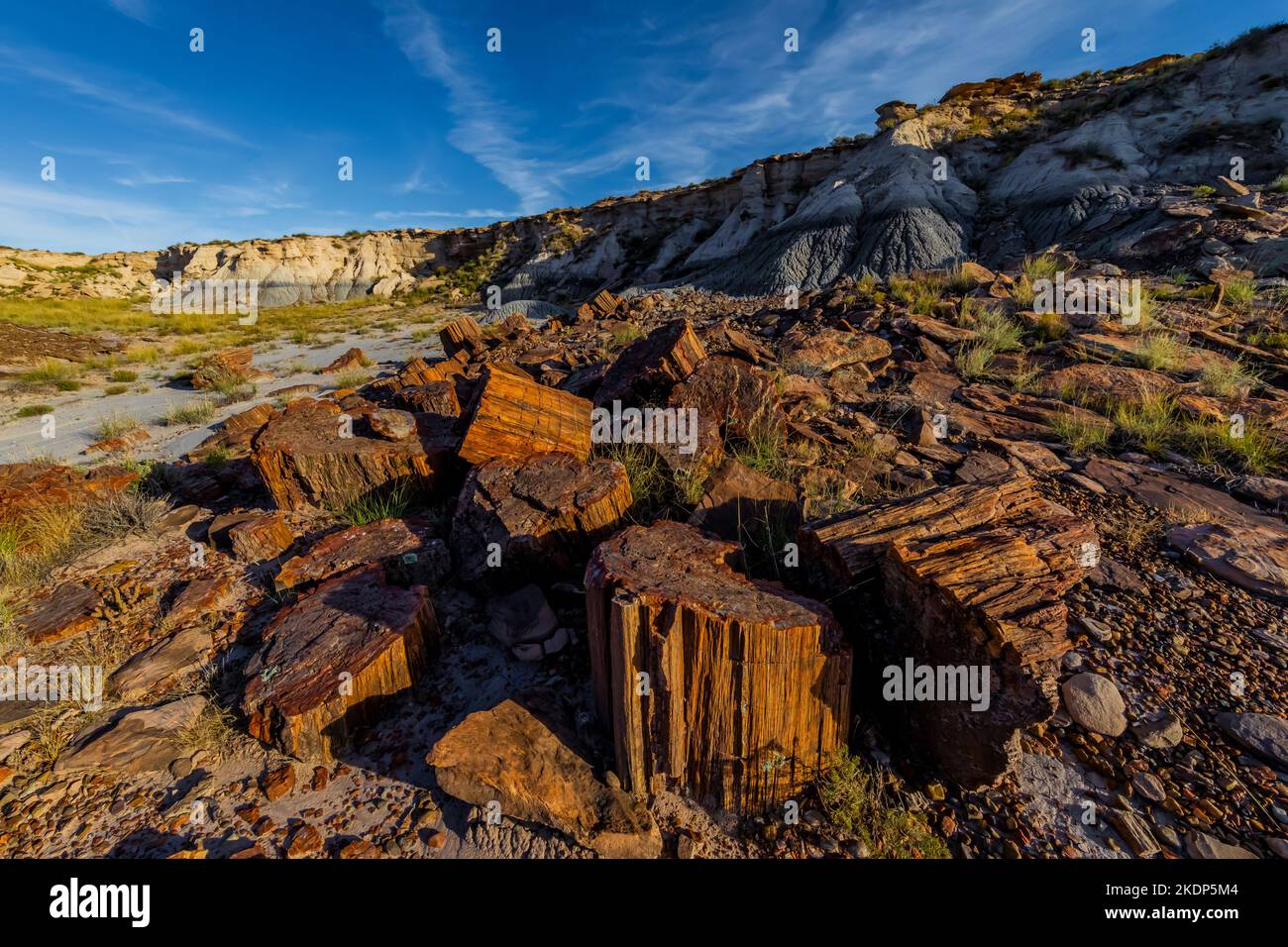 Vivid details of petrified wood of Jasper Forest in Petrified Forest ...
