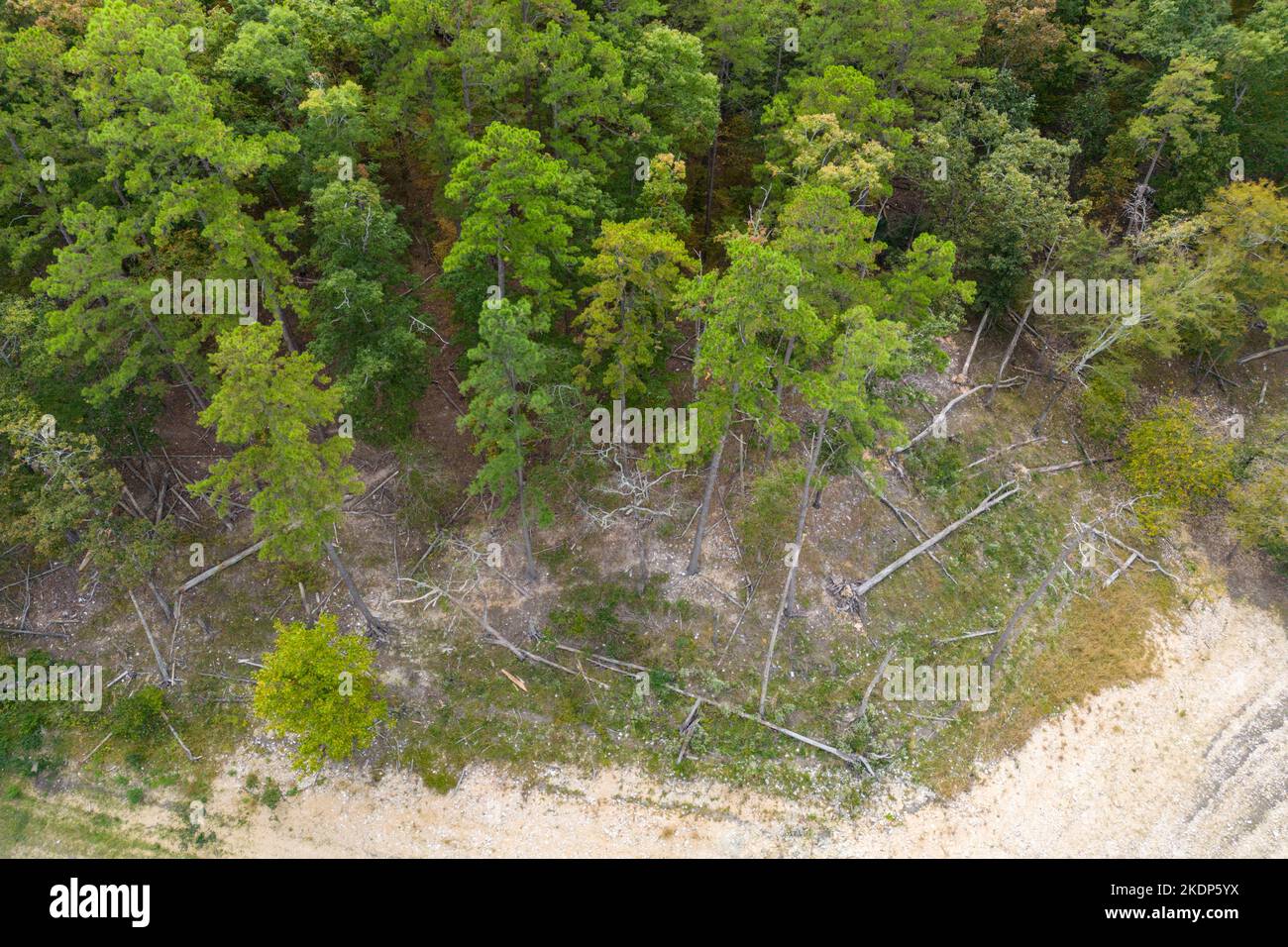 Top view of deep wild forest with deadfall in Broken Bow, Oklahoma, USA ...