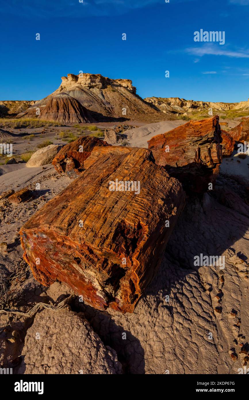Petrified forest national park fossil route 66 hi-res stock photography ...