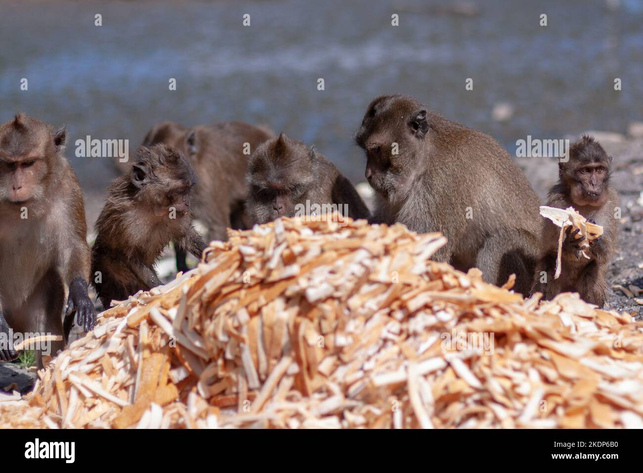 Group of macaque monkeys eat crust of bread from large pile on the ...