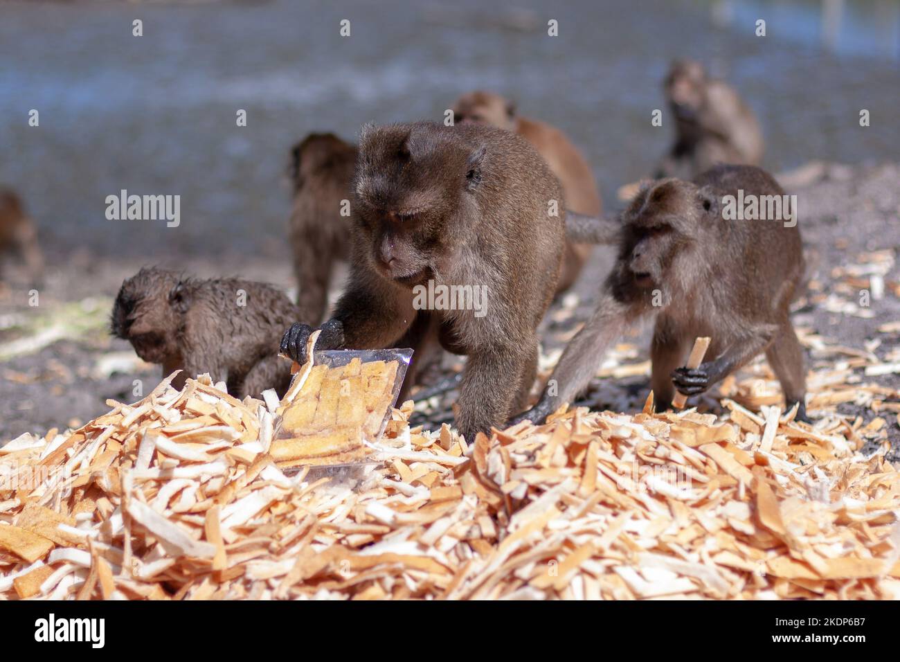 Macaque monkey picks up plastic bag of bread from large pile. Selective ...