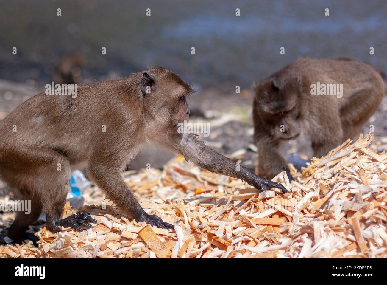 Group of macaque monkeys eat crust of bread from large pile on the ...
