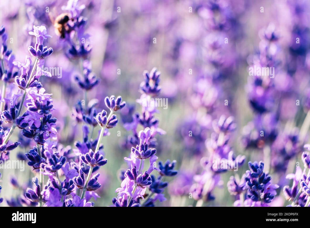Lavender flower background with beautiful purple colors and boke Stock ...