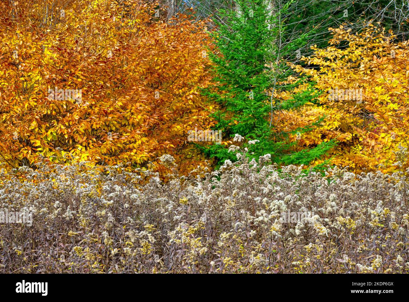 A forest edge of deciduous, conifer, and goldenrod provides valuabe ...