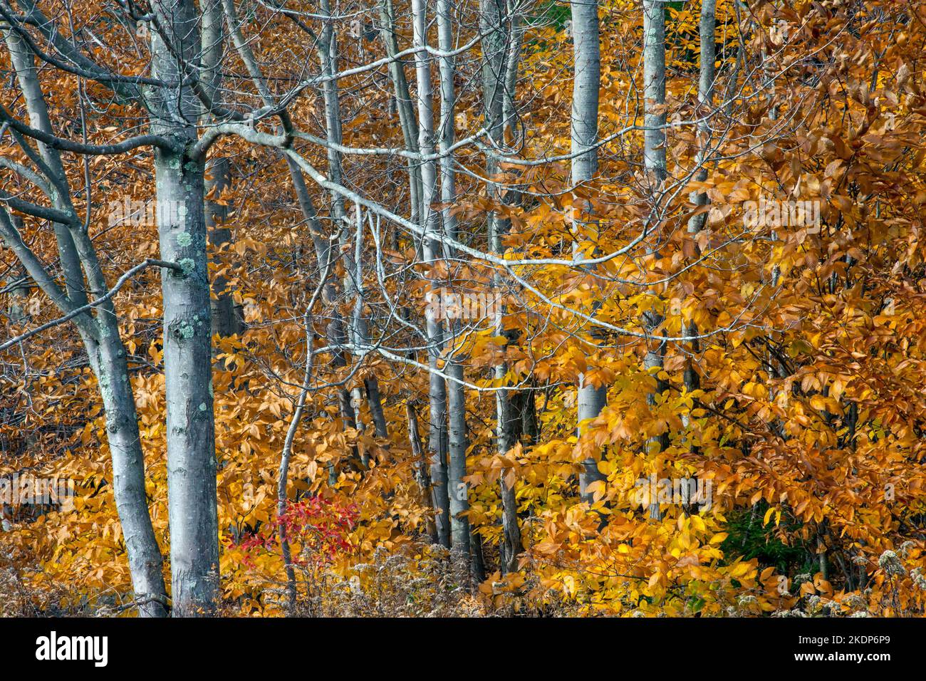 American Beech, Fagus grandifolia, leaves after turning a yellow or ...