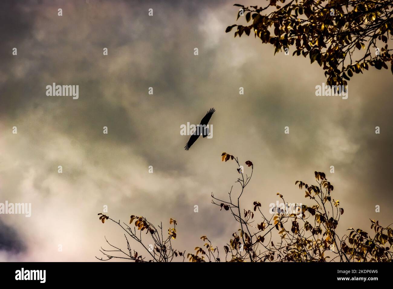 Raven flying above tree branches Stock Photo - Alamy