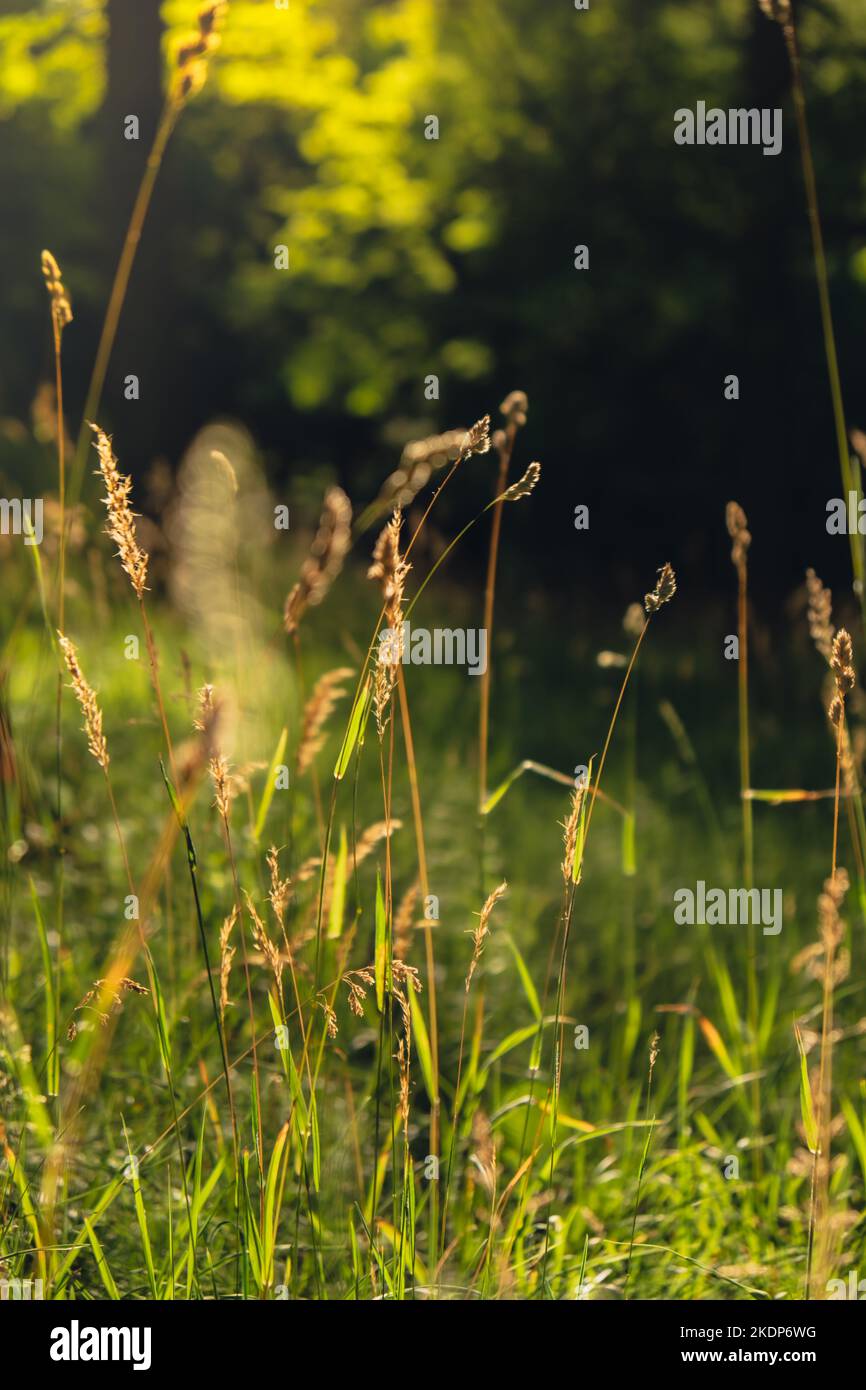 Rice field windy hi-res stock photography and images - Alamy