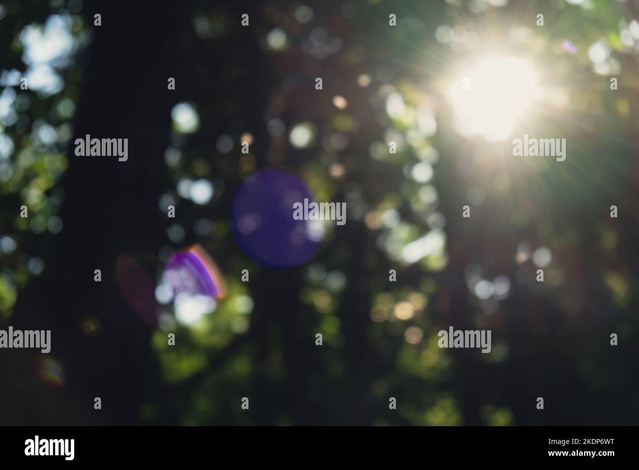 Sun getting through trees foliage hi-res stock photography and images ...