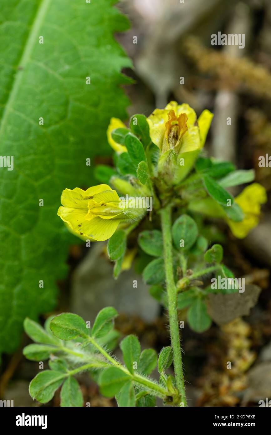 Cytisus hirsutus flower growing in forest, close up Stock Photo - Alamy