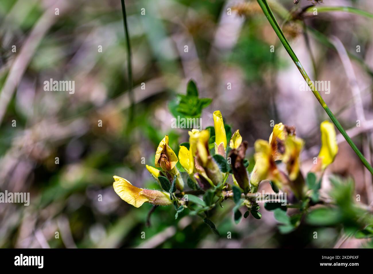 Cytisus hirsutus flower growing in forest, close up Stock Photo - Alamy