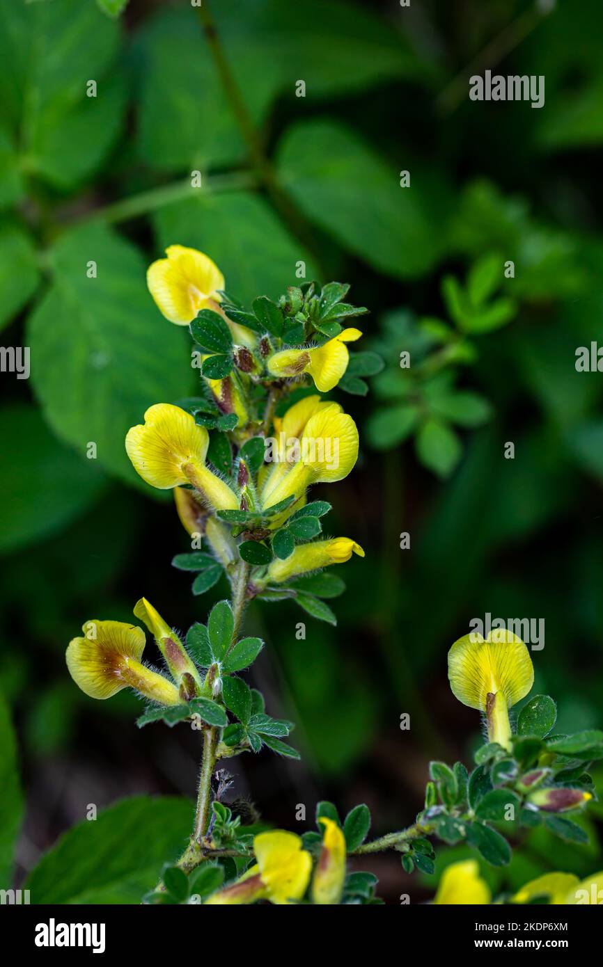 Cytisus hirsutus flower growing in forest, close up Stock Photo - Alamy