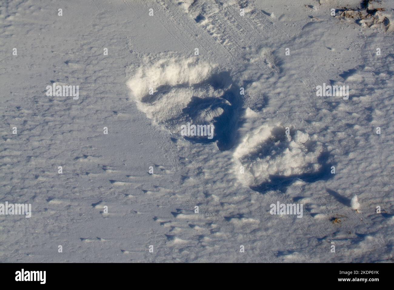 Polar bear churchill footprint hi-res stock photography and images - Alamy