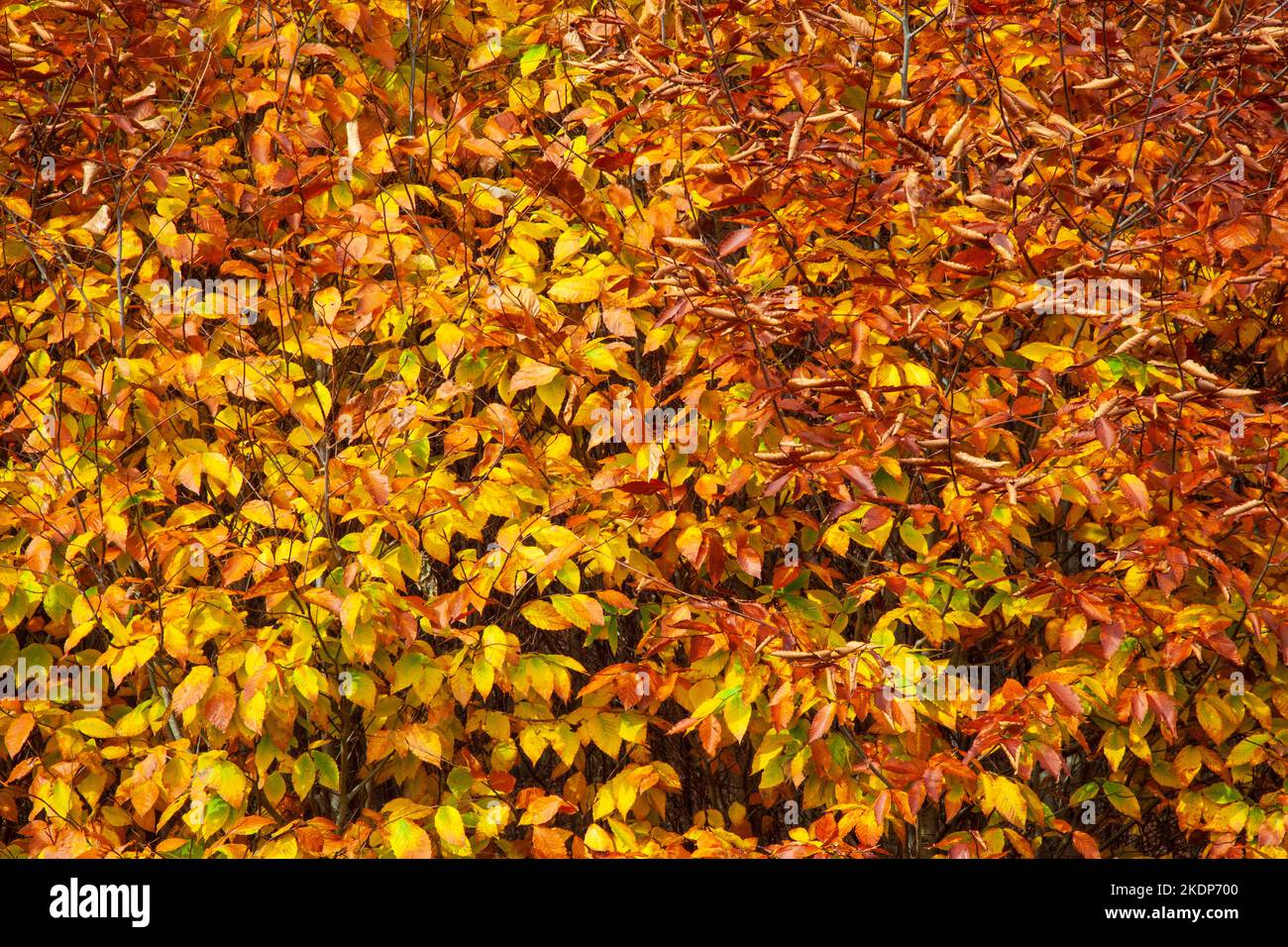 American Beech, Fagus grandifolia, leaves after turning a yellow or ...