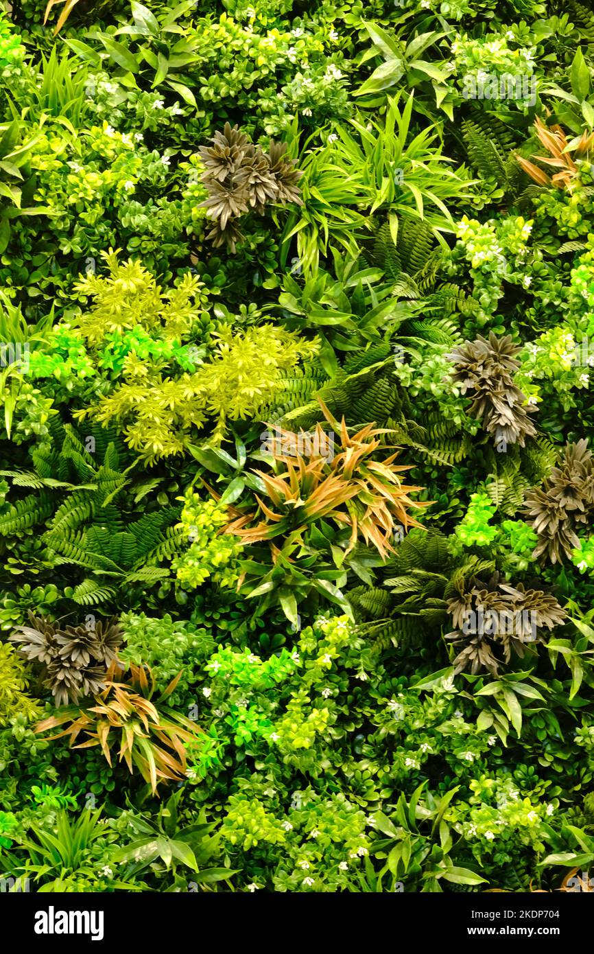 Green leaves texture background, colorful leaves, nature concept ...