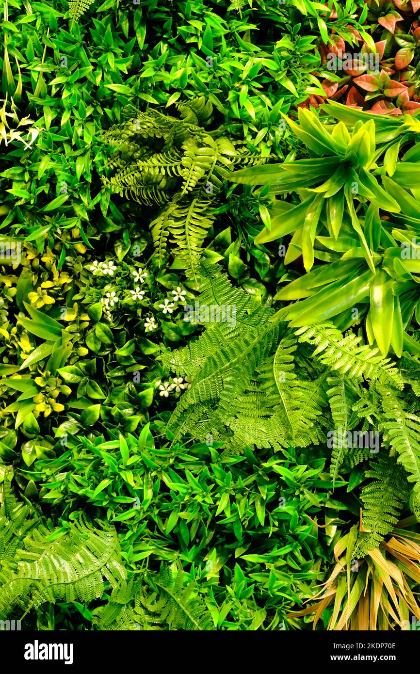 Green leaves texture background, colorful leaves, nature concept ...