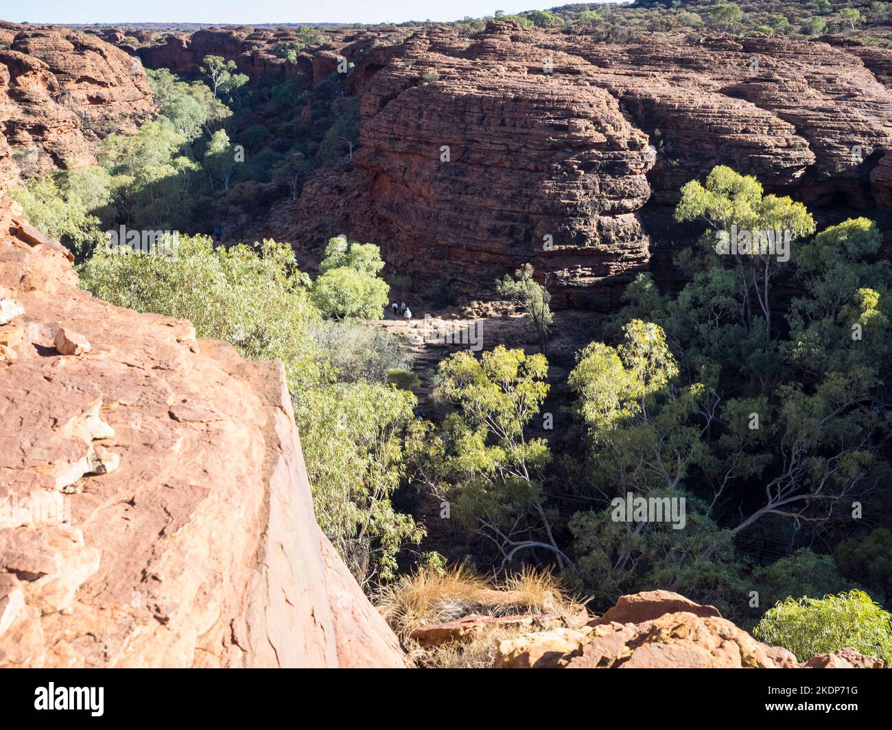 Ghost gums (Corymbia aparrerinja) in the upper canyon seen from ...