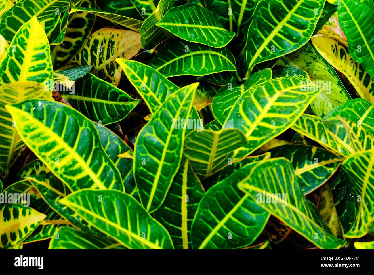 Green leaves texture background, colorful leaves, nature concept ...