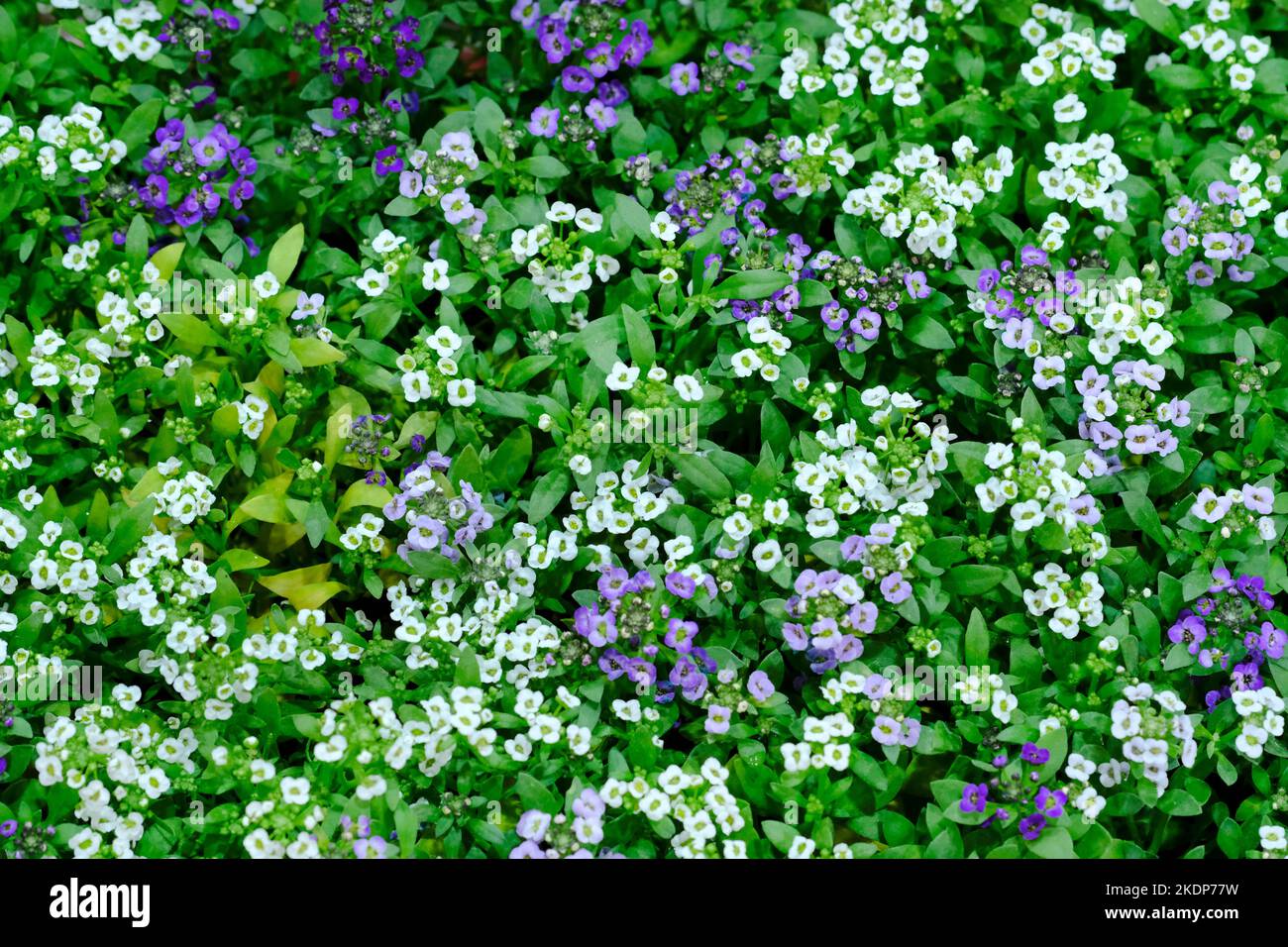 Green leaves texture background, colorful leaves, nature concept ...